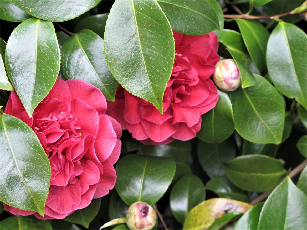 The Anglo-Saxons and the Normans: how hunting turned to poaching ...